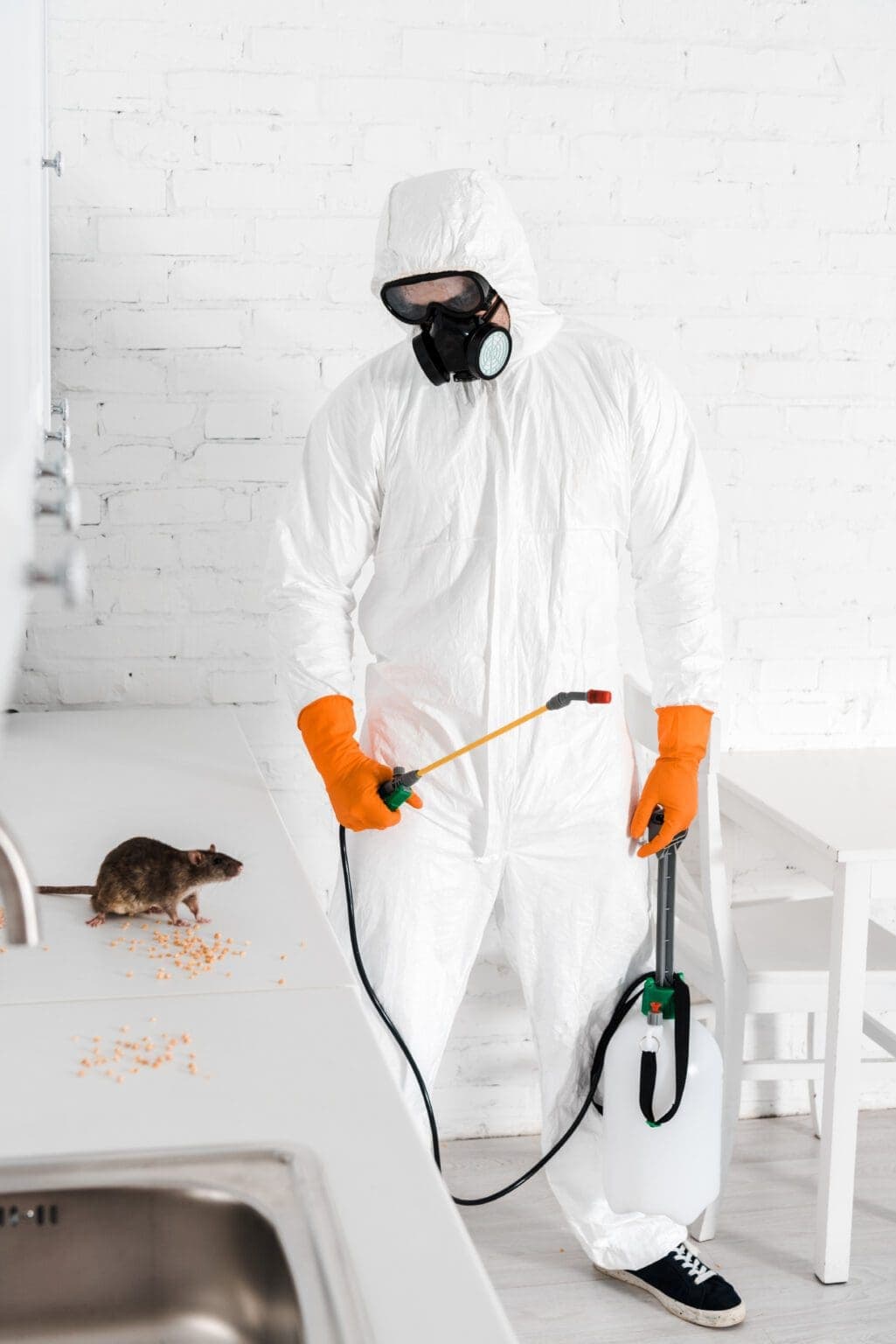 Pest Control Slough | Pest Exterminators - Pest Dominion Limited